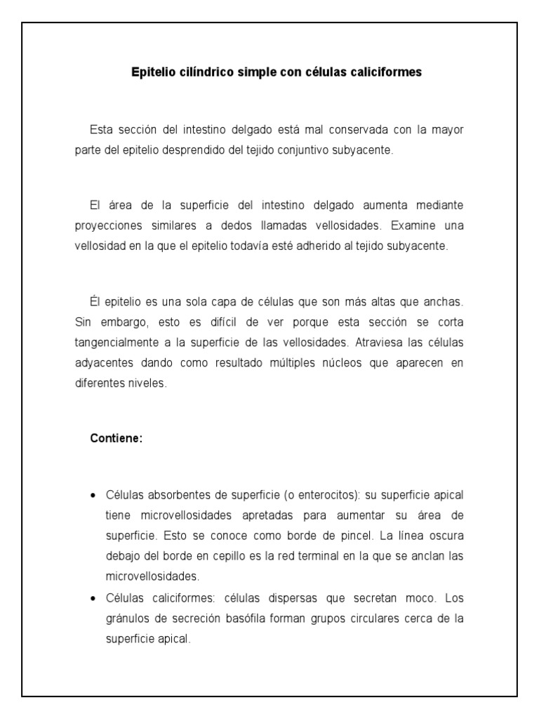Epitelio cilíndrico simple con células caliciformes | PDF | Cartílago ...