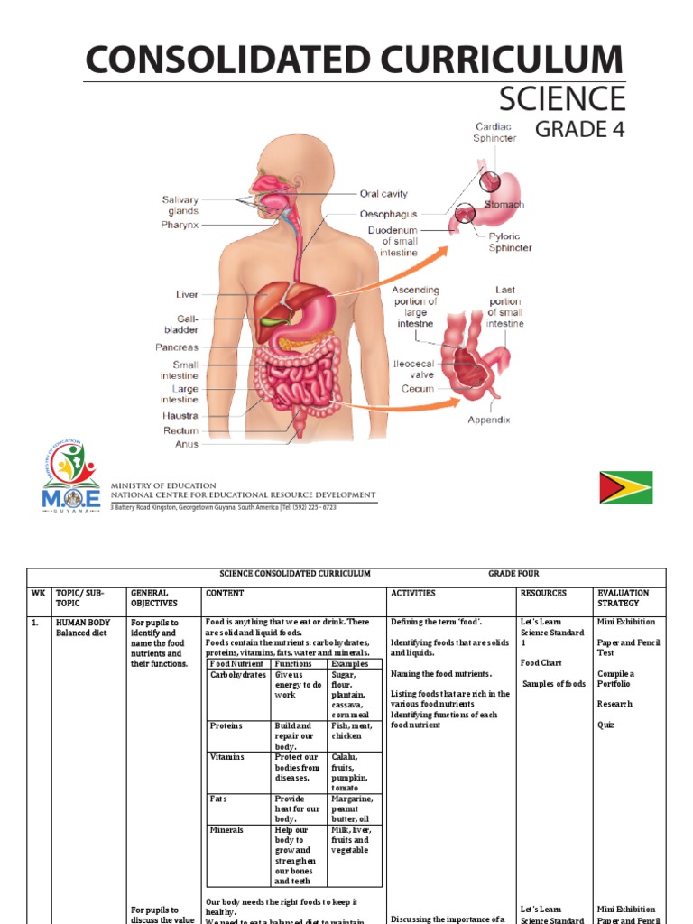Grade 4 Science - Consoildated Curriculum 2021 | PDF | Respiratory ...