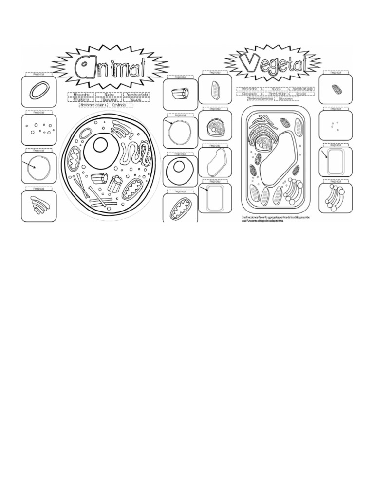 Celula | PDF