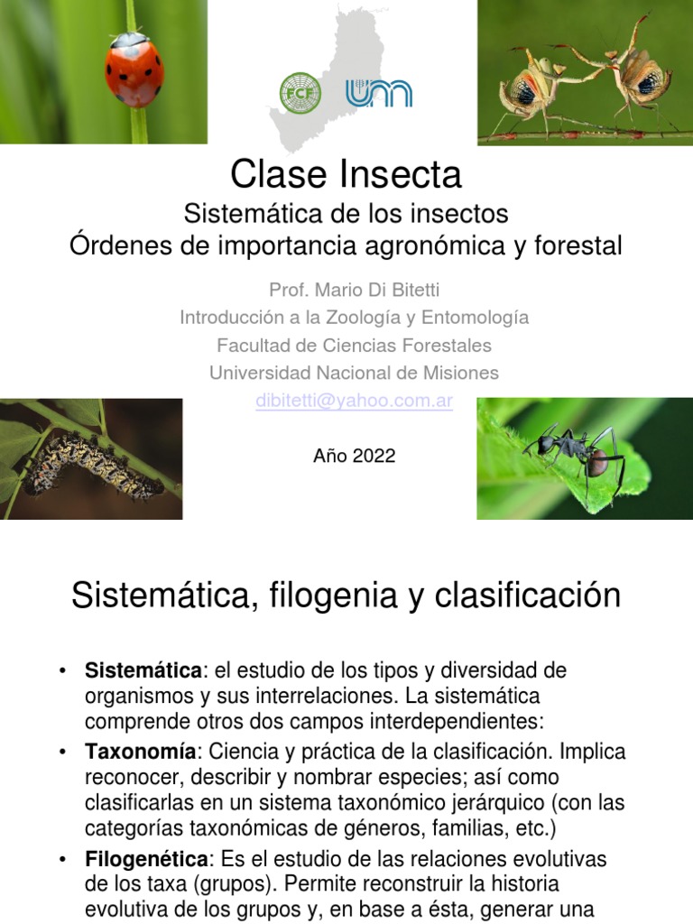 Clase Insecta: Sistemática de Los Insectos Órdenes de Importancia ...