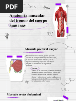 Músculos Del Torso | PDF | Sistema musculoesquelético | Anatomía humana