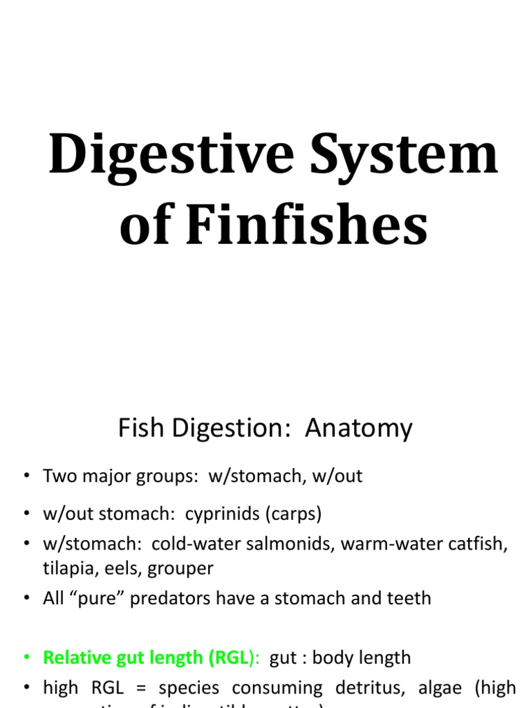 Digestive System of Finfishes | PDF | Digestion | Gastrointestinal Tract