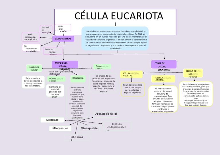 Mapa Conceptual Celula Eucariota 3 | PDF | Citoplasma | Biología Celular)