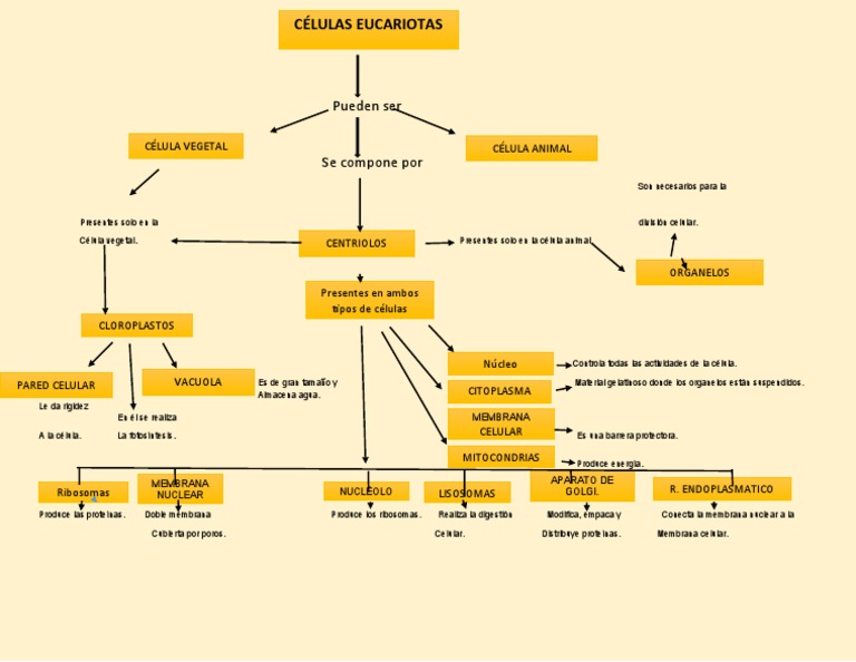 Mapa Conceptual Celula Eucariota | PDF | Biología Celular) | Biología Celular