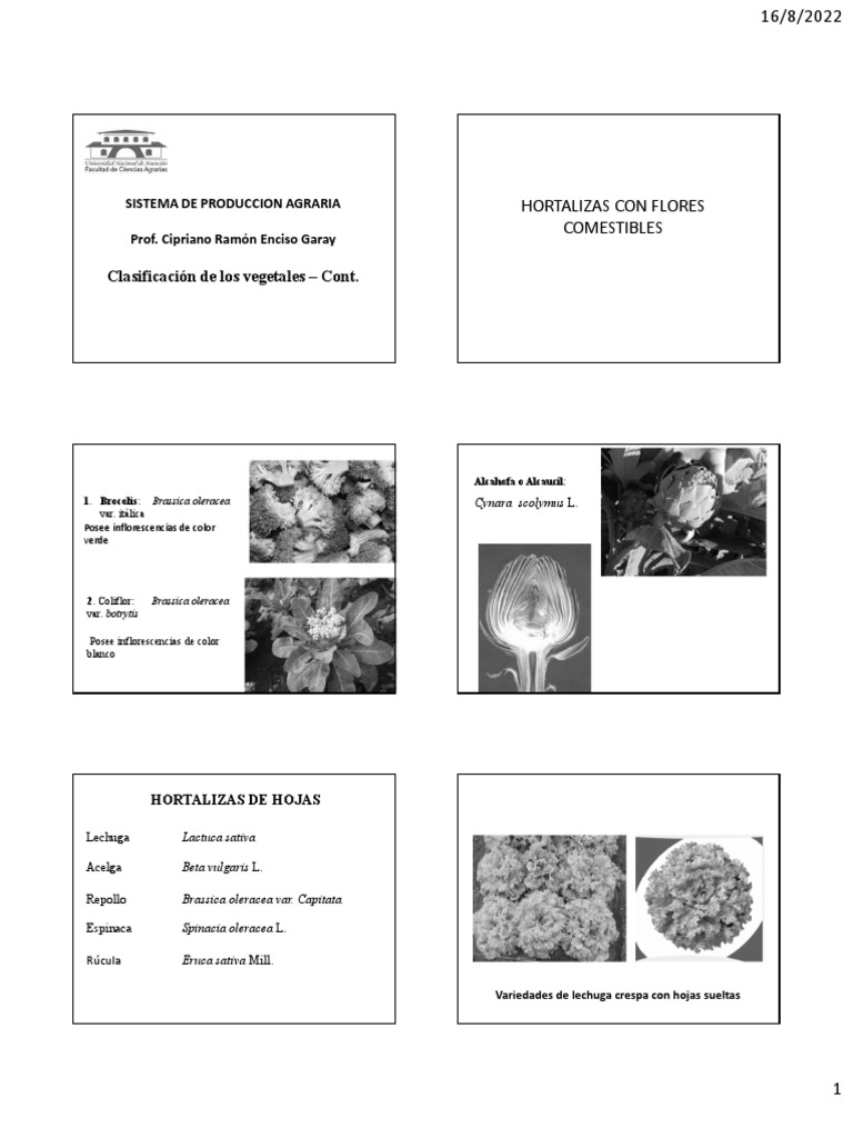 Clase 5 Sistema | PDF | Cucurbita | Lechuga