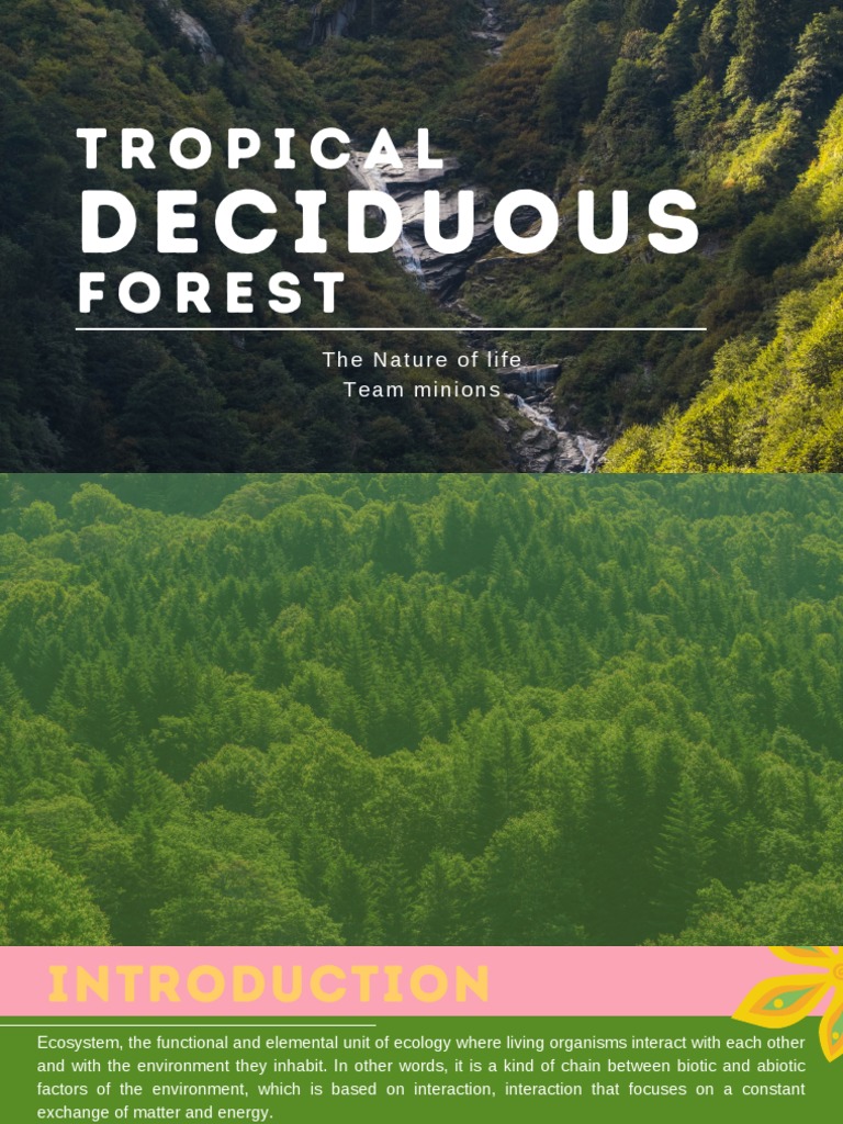 Decidious Forest | PDF | Ecosystem | Forests