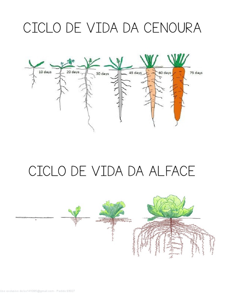 Cenoura e Alface | PDF