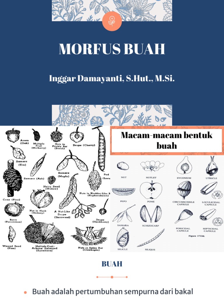 Morfus Buah | PDF