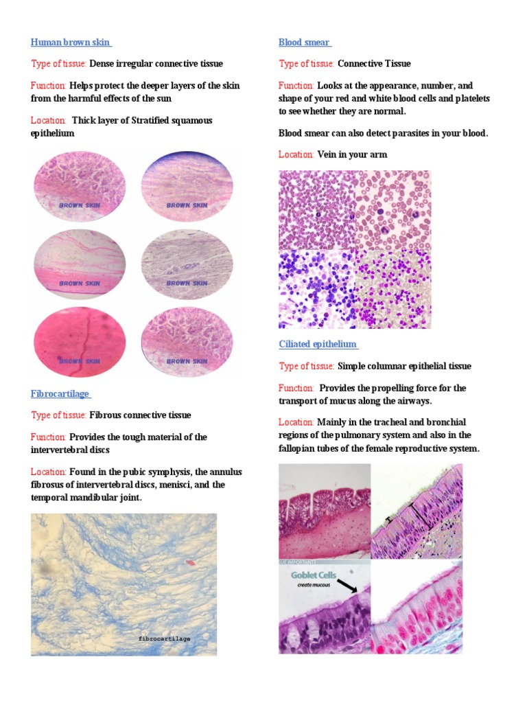 Histo Lab | PDF | Epithelium | Tissue (Biology)