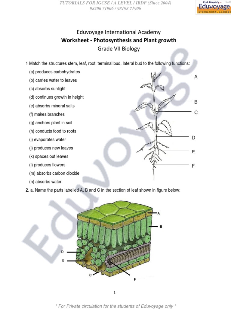 Grade 7 Photosynthesis Worksheet | PDF | Leaf | Stoma