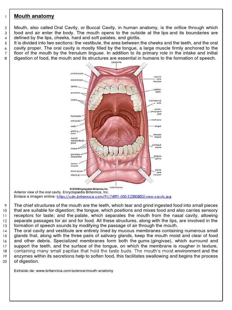 Mouth Anatomy: Anterior View of The Oral Cavity. Encyclopædia ...