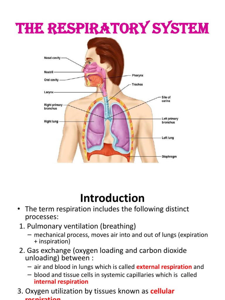 11 Respiratory Pharma Print | PDF | Lung | Respiratory Tract