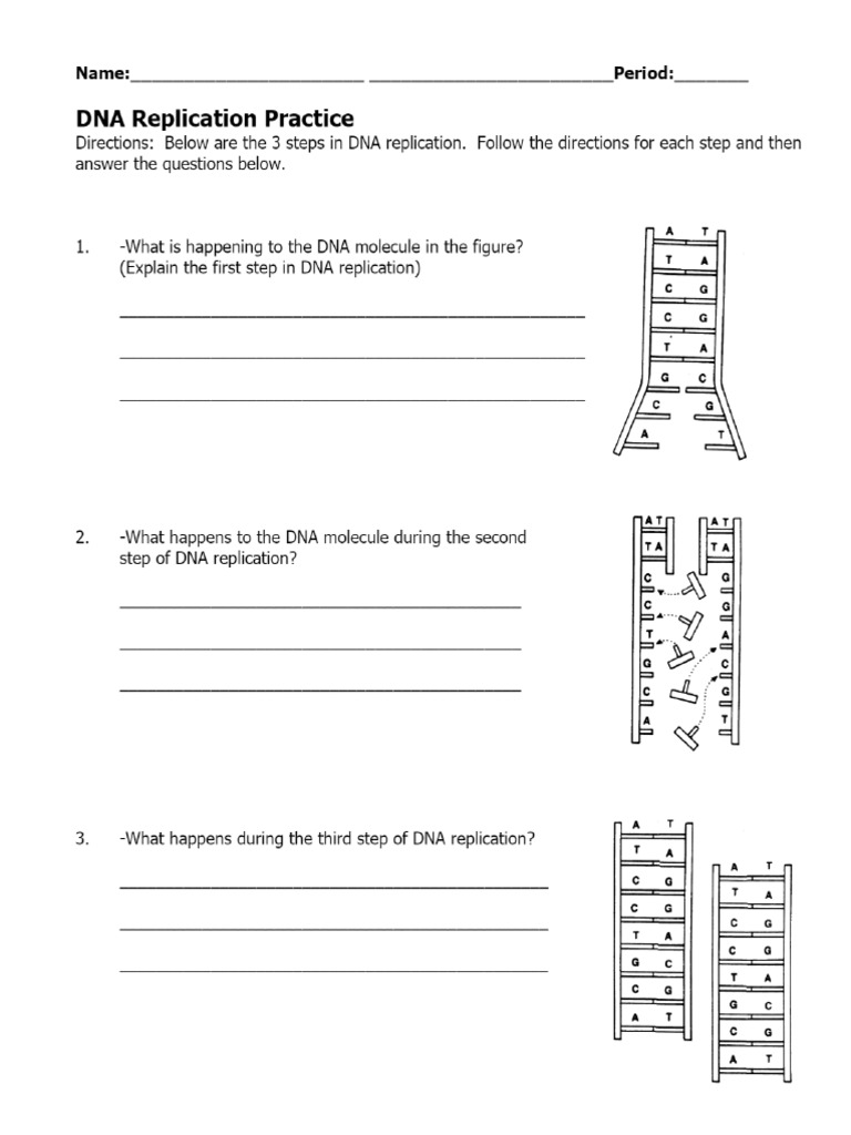 DNA Replication Worksheet | PDF