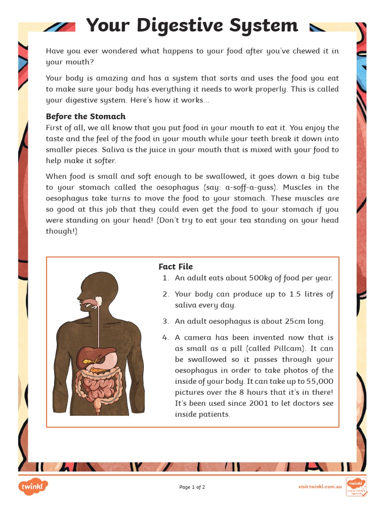 How Your Digestive System Works | PDF | Digestion | Gastrointestinal Tract