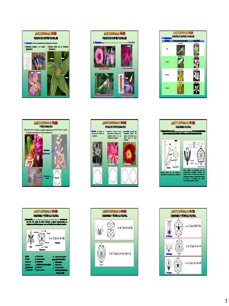 Angiospermas: Angiospermas:: Flor Flor | PDF | Fruta | Flores