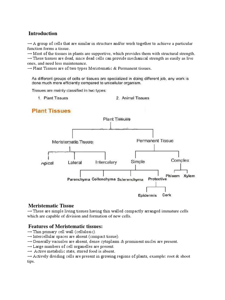 Notes Plant Tissues | PDF | Tissue (Biology) | Leaf