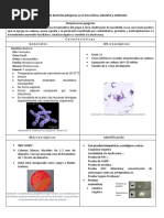 Método Telemann Modificado | PDF | Parasitología | Biología