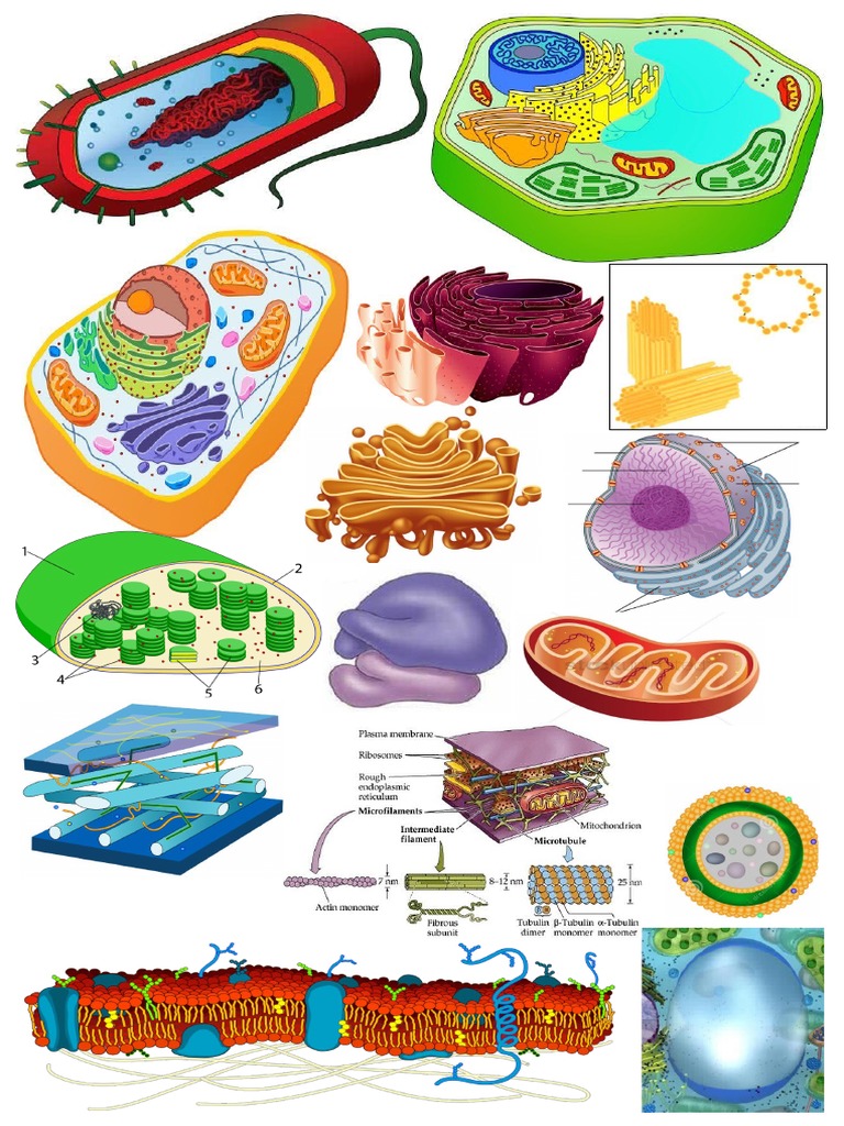 Sel+organel Unlabelled | PDF