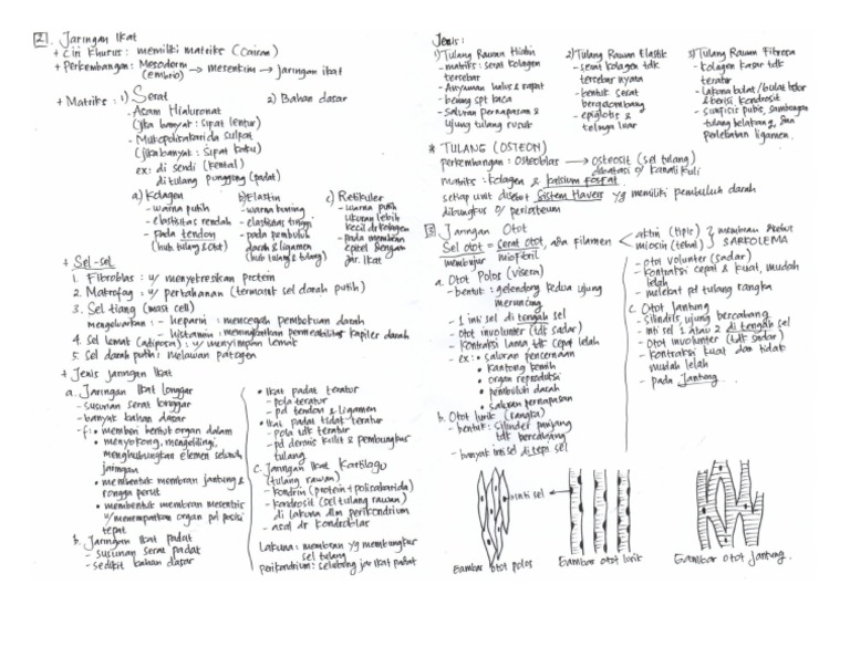 Jar Ikat - Otot | PDF
