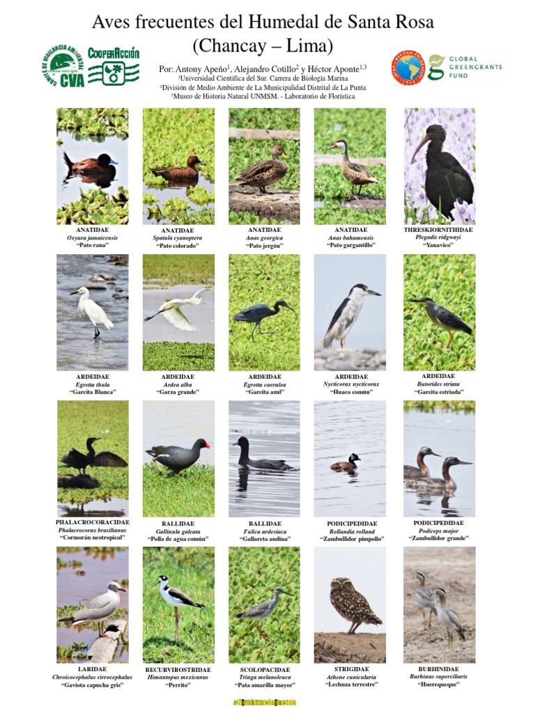 02.guía - Aves .Humedal - Santa .Rosa | PDF
