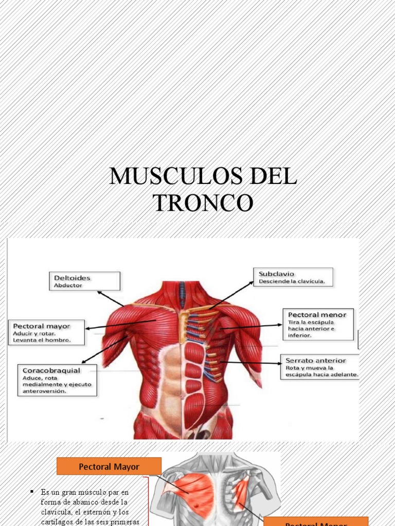 Anatomía De Los Músculos Del Tronco