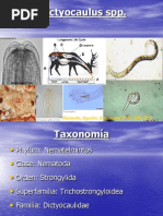 Cooperia SPP | PDF | Nematodo | Sistema reproductivo