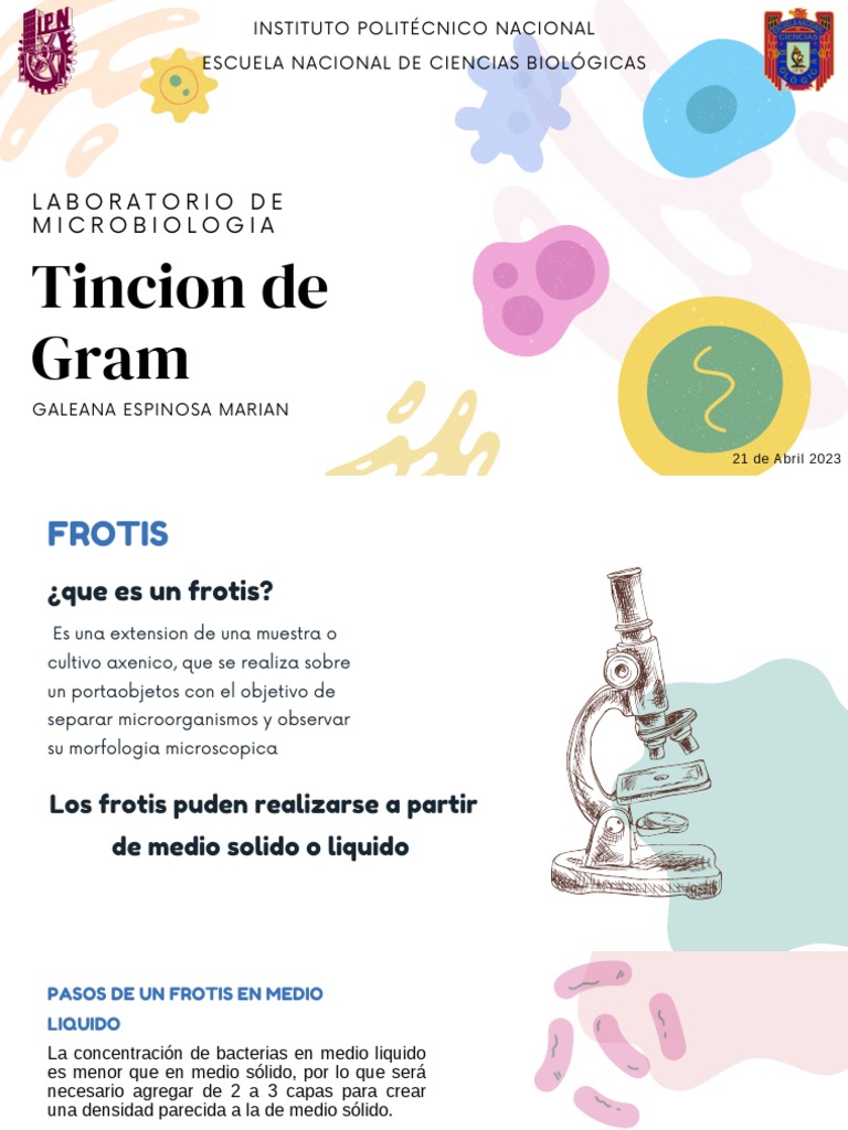 Tincion de Gram | PDF | Bacterias Gram Positivas | Tinción