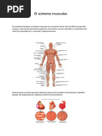 Digestión: Bolo, Quimo y Quilo | PDF | Digestión | Tracto gastrointestinal