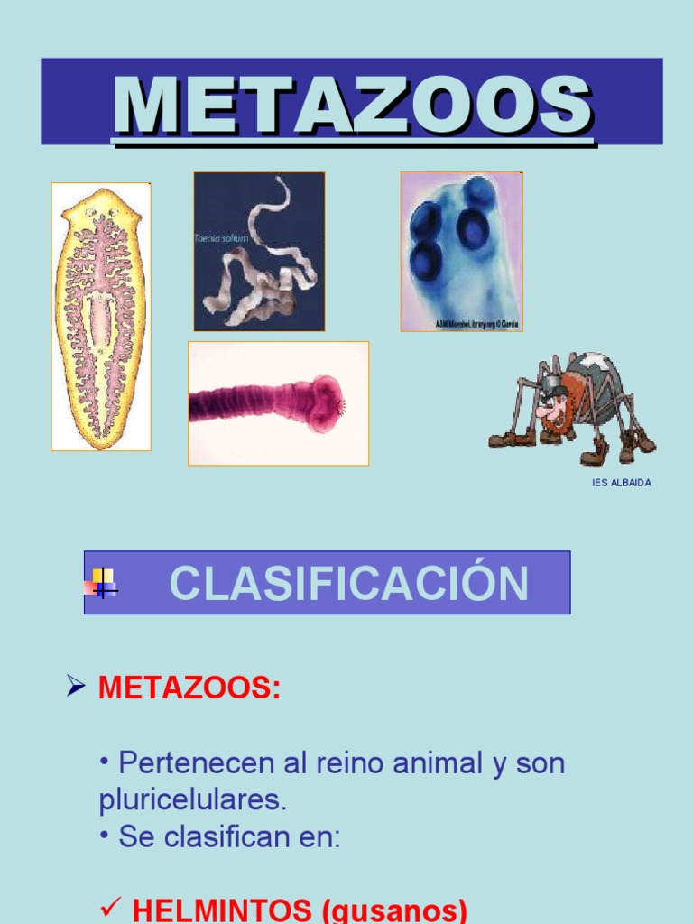 Parasitos - Helmintos | PDF | Medicina CLINICA | Enfermedades y trastornos