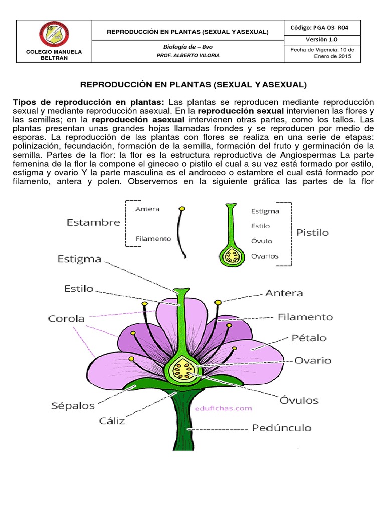 REPRODUCCIÓN EN PLANTAS (SEXUAL Y ASEXUAL) - Biologia 8vo | PDF ...