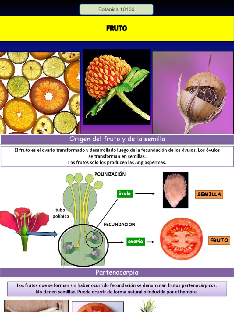 Frutos y su formación en botánica | PDF | Fruta | Flores