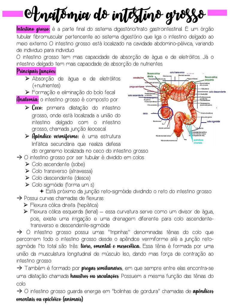 Anatomia do intestino grosso | PDF