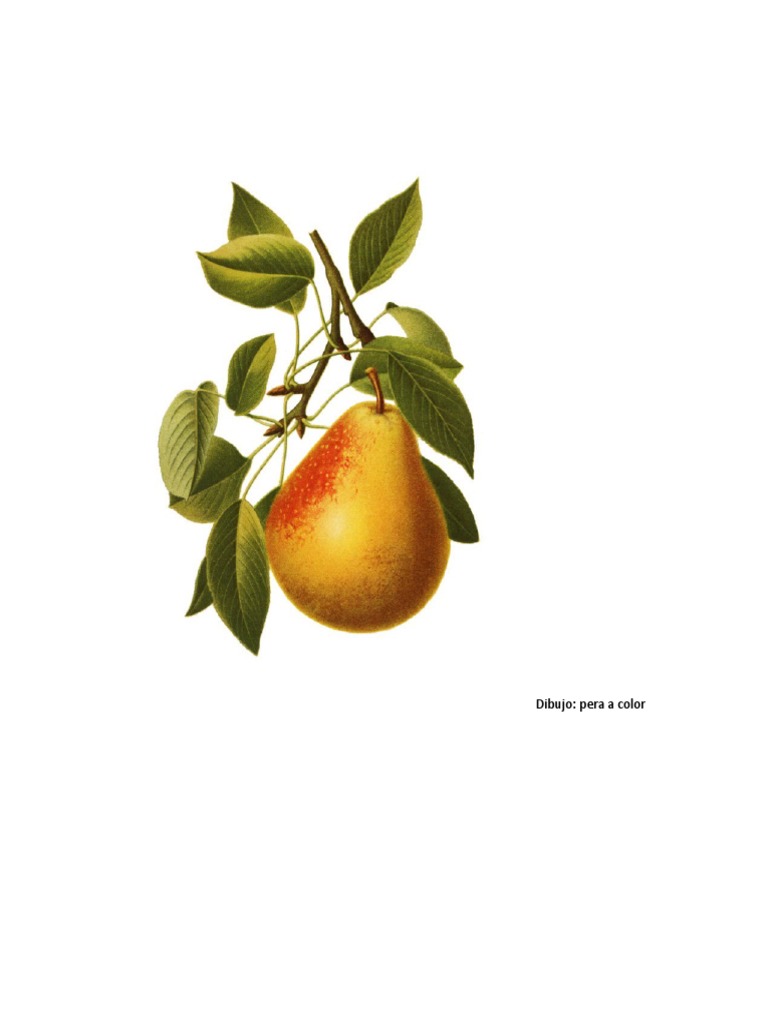 Pera A Color Dibujo | PDF