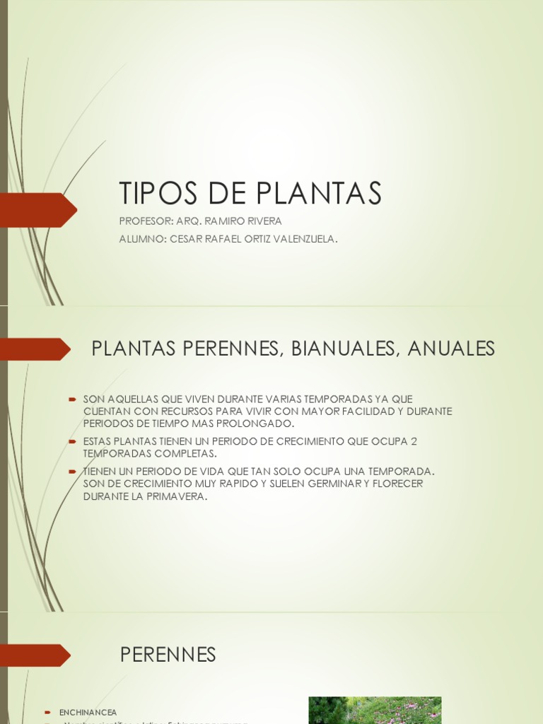 Tipos de plantas: Perennes, bianuales y anuales | PDF | Romero ...