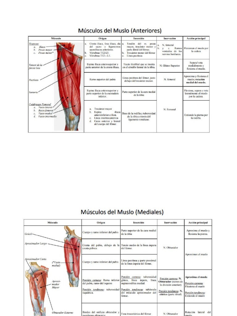 Musculos Del Muslo | PDF