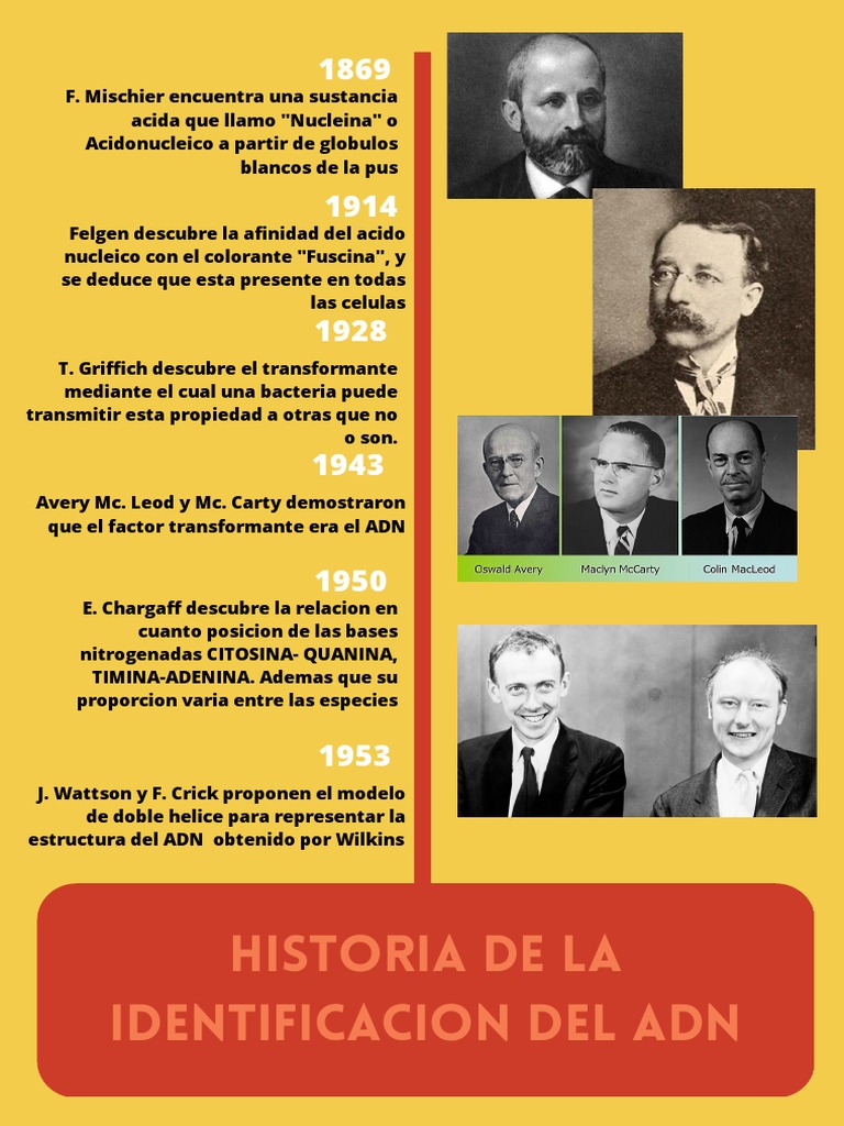 Historia de la identificacion del Adn Linea de tiempo | PDF
