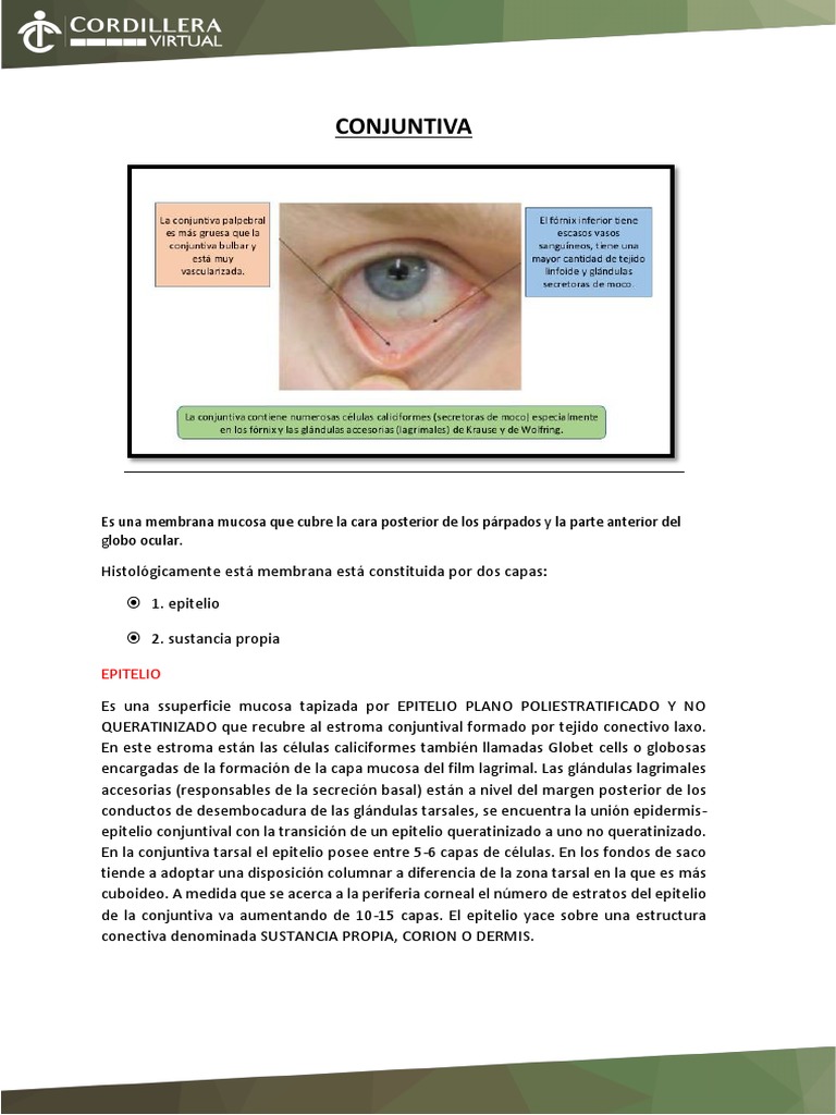 Anatomía de la Conjuntiva Ocular | PDF | Epitelio | Córnea