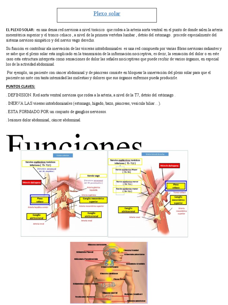 Funciones: Plexo Solar | PDF | Abdomen | Anatomía
