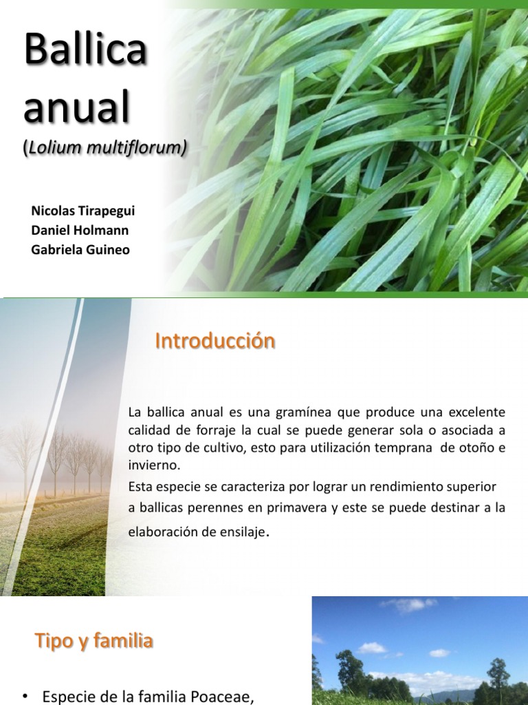 Presentacion Ballica Anual | PDF | Agricultura | Botánica