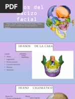 Region Geniana | PDF | Cabeza y cuello humanos | Anatomía humana
