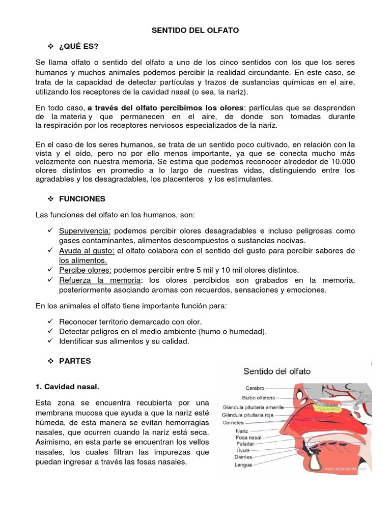 Sentido Del Olfato | PDF | Anatomía | Neurociencia