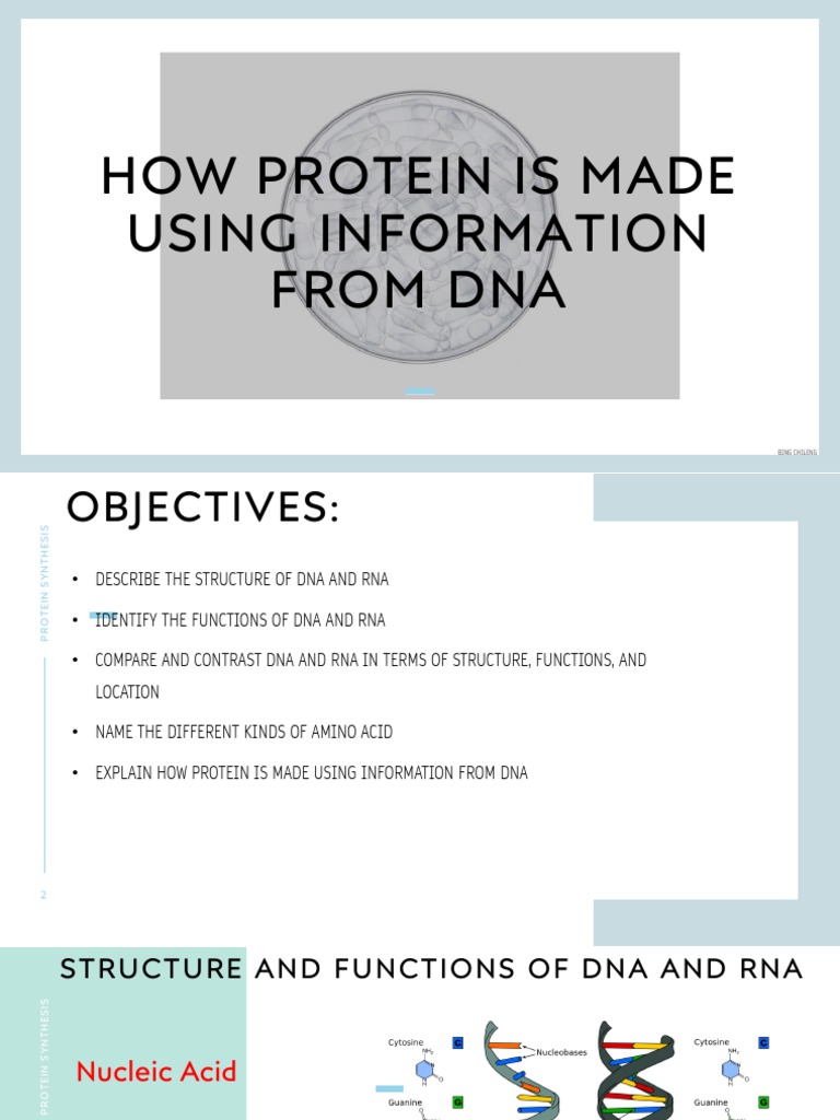Protein Synthesis from DNA Information | PDF | Translation (Biology) | Rna