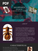 Morfología y ciclo de vida de Otobius megnini | PDF