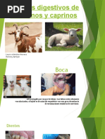 Anatomía del Sistema Digestivo Aviar | PDF | Digestión | Bilis