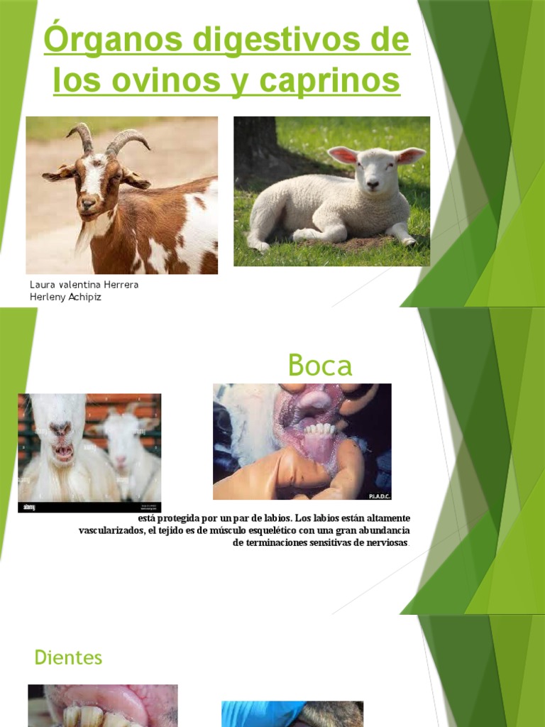Órganos Digestivos de Los Ovinos y Caprinos | PDF