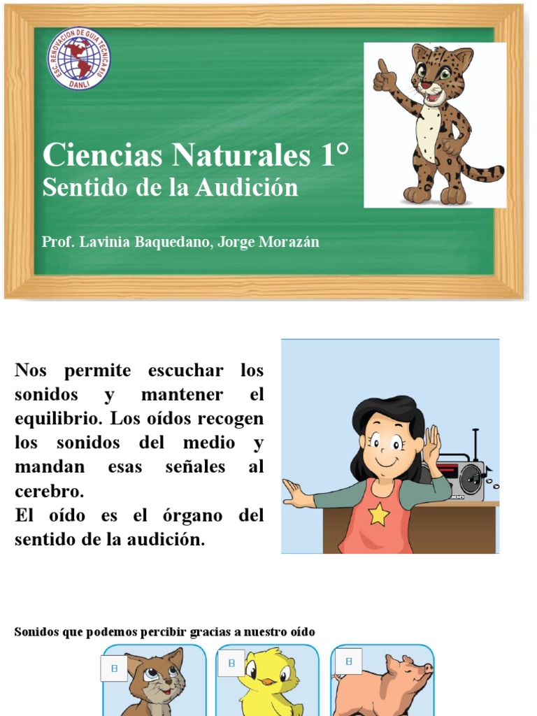 Ciencias Naturales 1°: Sentido de La Audición | PDF