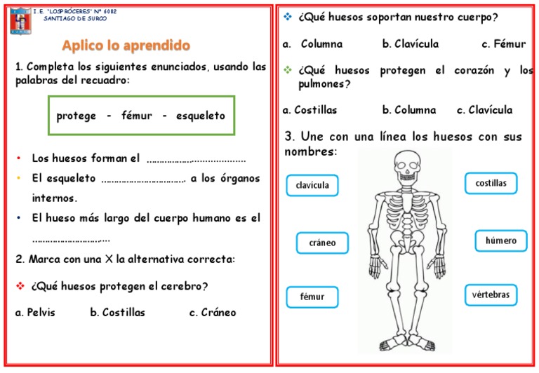 Ficha de Trabajo - Qué Sostiene Nuestro Cuerpo | PDF