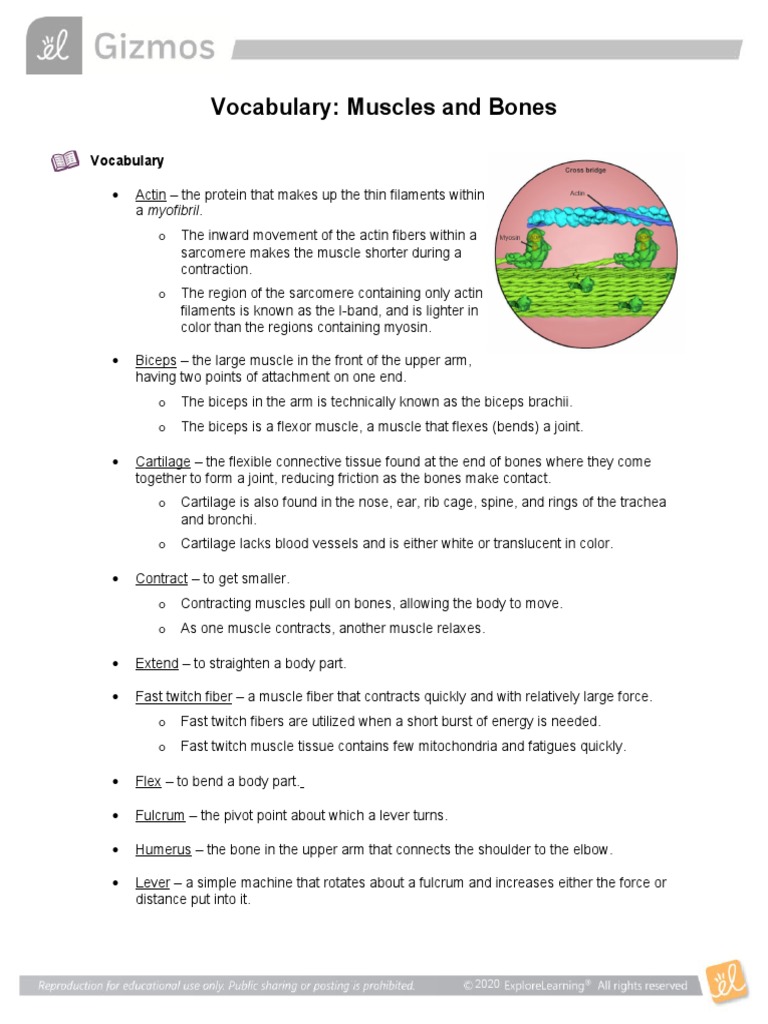 Muscles Bones Vocab | PDF | Skeletal Muscle | Muscle Contraction
