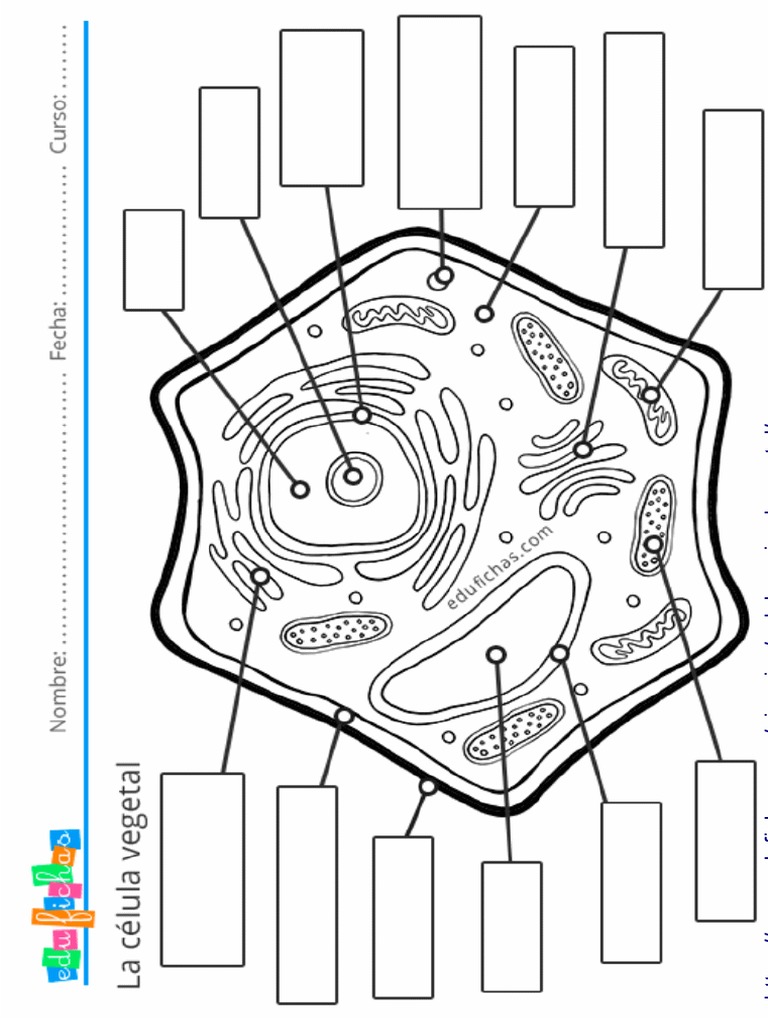 Celula Vegetal | PDF