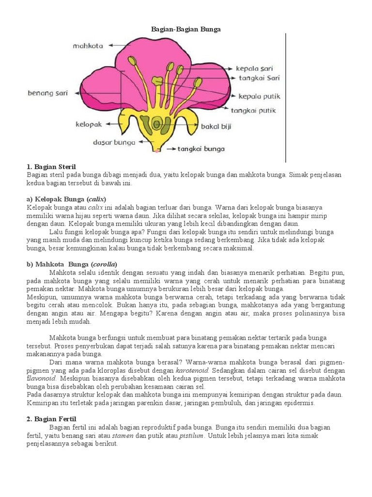Bagian Bagian Bunga | PDF | Griya & Taman | Sains & Matematika